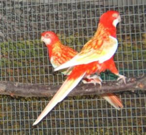 Parrots Lovers: GOLDEN-MANTLED ROSELLA MUTATIONS
